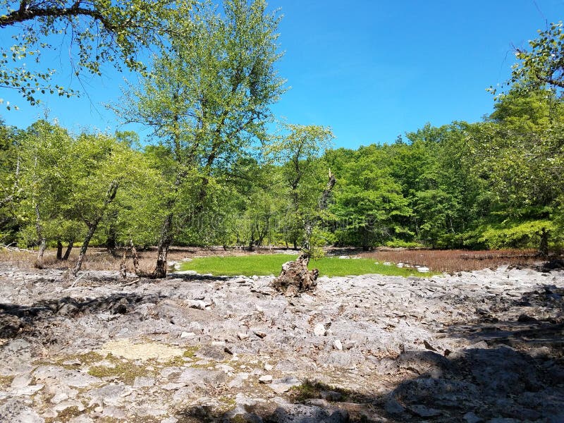 Rock Swamp Oasis stock photo. Image of appalachian, mountain - 129318808