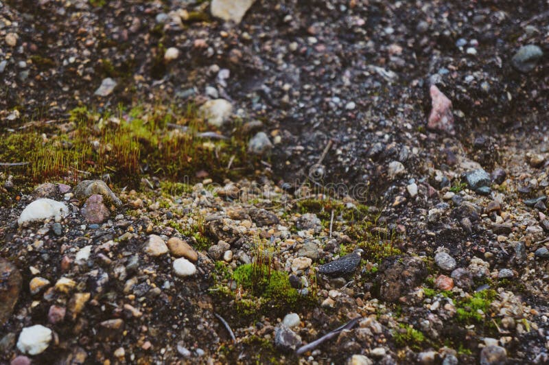 Rock Texture of Small Moss Stones Stock Image - Image of sand, water ...