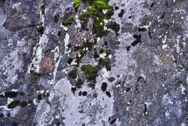 Rock Texture, Stone Rock Covered with Moss. the Stone on Which the Moss ...