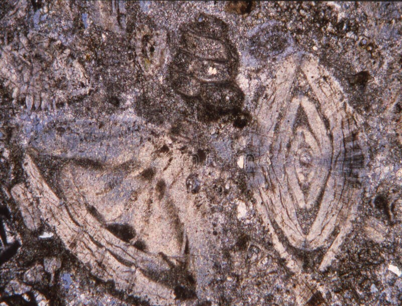 Thin Section of Paleozoic Limestone Under the Microscope Stock Image ...