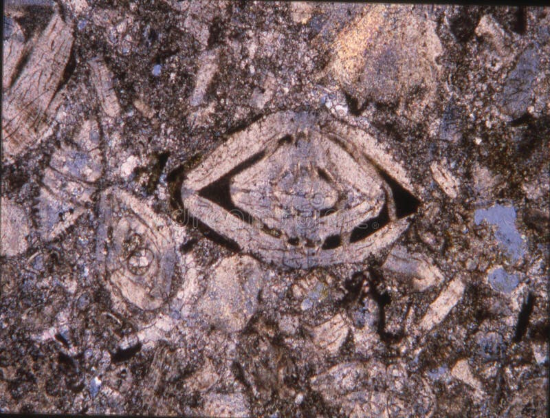 Thin Section of a Fine Grained Sandstone Under the Microscope and in ...