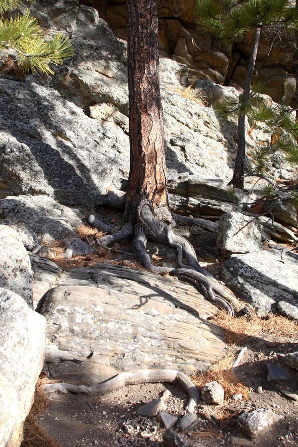 Rock Tree stock image. Image of rock, forest, tree, pine - 1701053