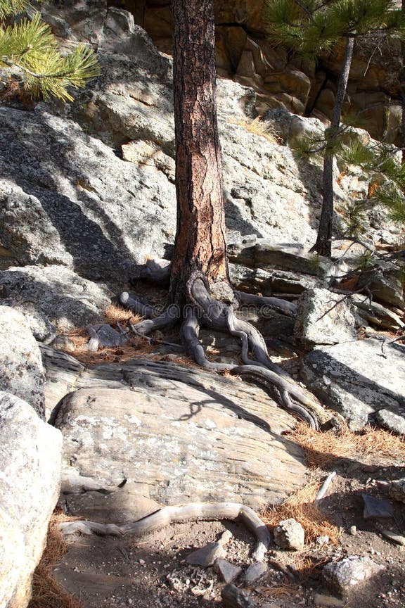 Rock Tree stock image. Image of rock, forest, tree, pine - 1701053