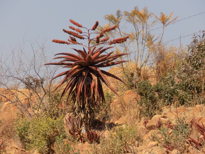 Rock and tree stock image. Image of flower, tree, autumn - 226456481