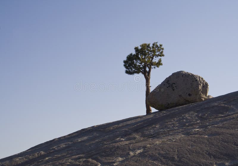 Pine tree on rock face stock photo. Image of leafy, rock - 9267634