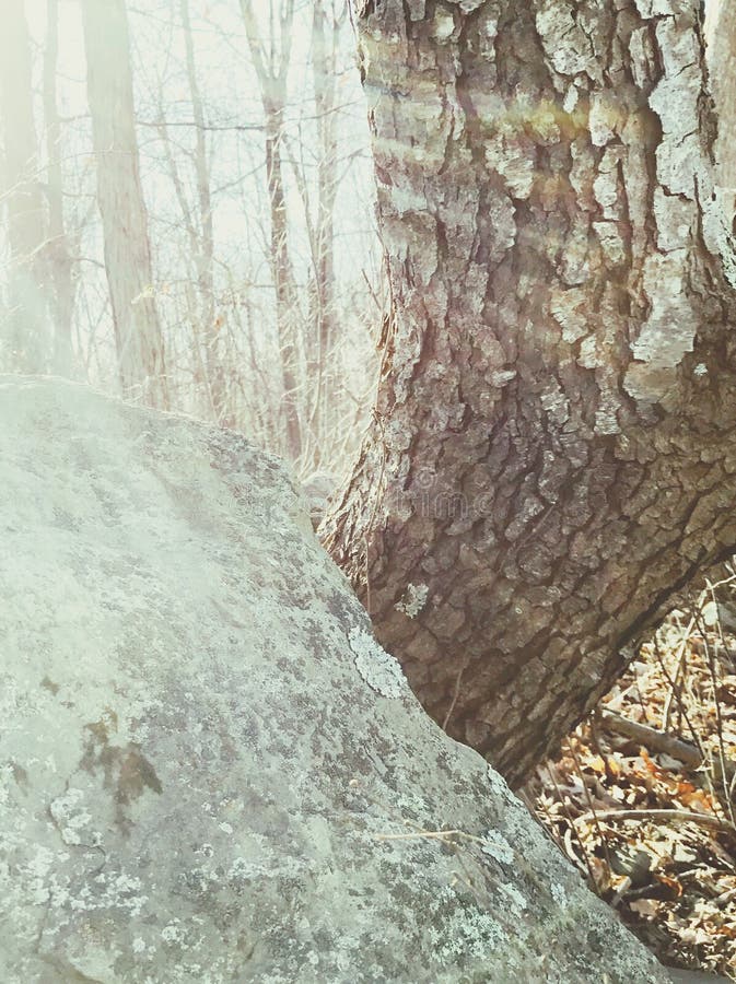 Rock tree stock image. Image of york, nature, rock, tree - 81860923