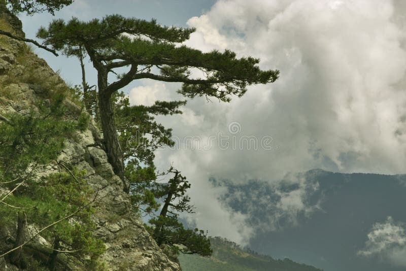 The rock tree stock image. Image of tree, beauty, growth - 9180979
