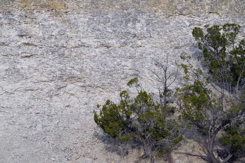 Rock tree stock image. Image of rock, tree, earth, green - 60540447