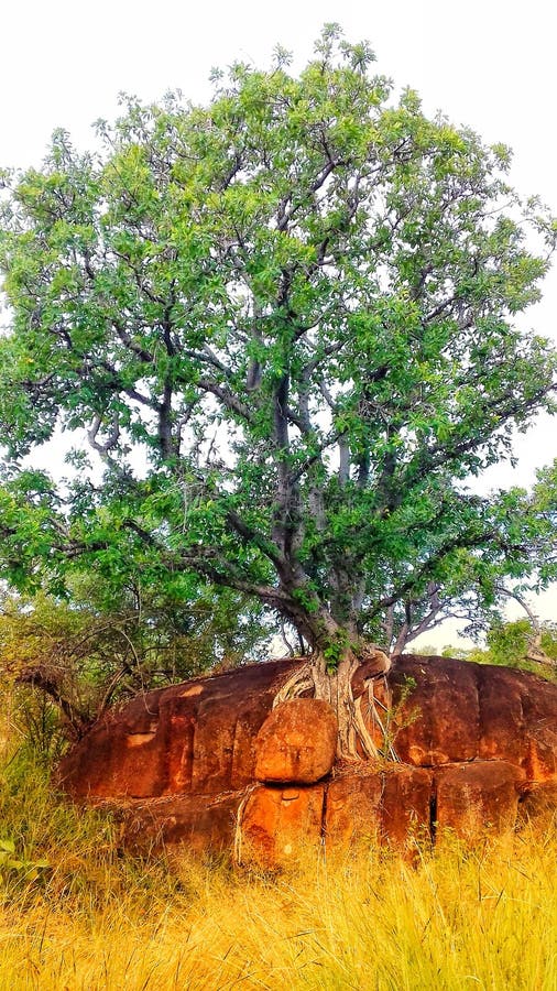 Rock tree stock image. Image of growing, brits, tree - 128322547