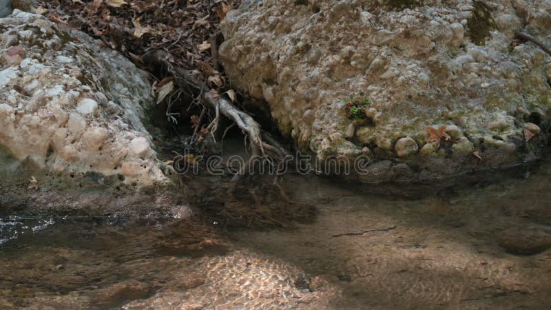 A Rock with a Tree Root Growing Out of it Stock Footage - Video of ...