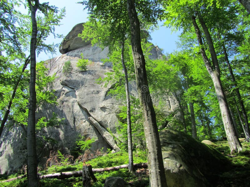 Rock among trees 1 stock image. Image of plant, rock - 24236125