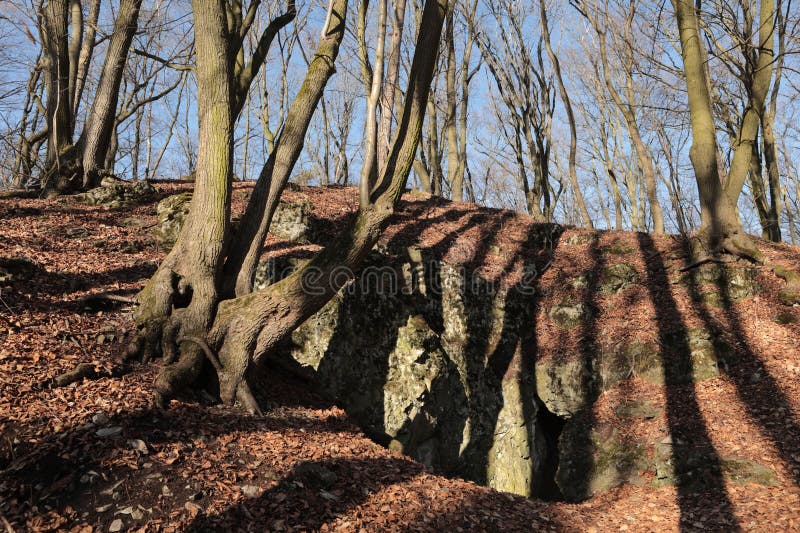Rock and Trees in the Forest. Early Spring in the Forest Stock Image ...