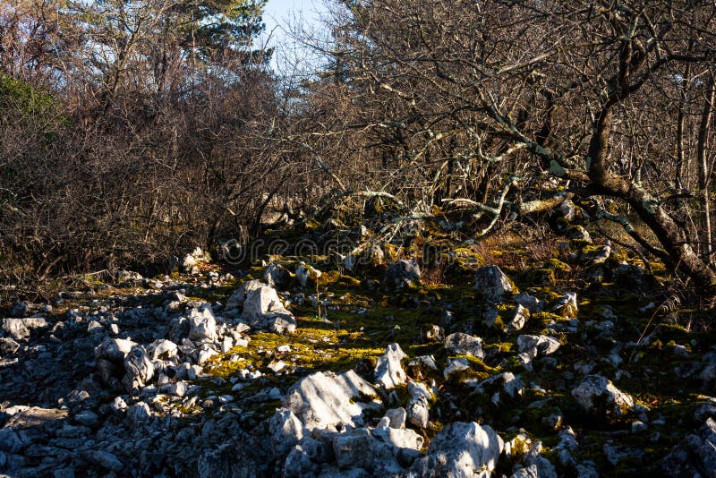 Rock and Trees in the Typical Karst Landscape Stock Photo - Image of ...