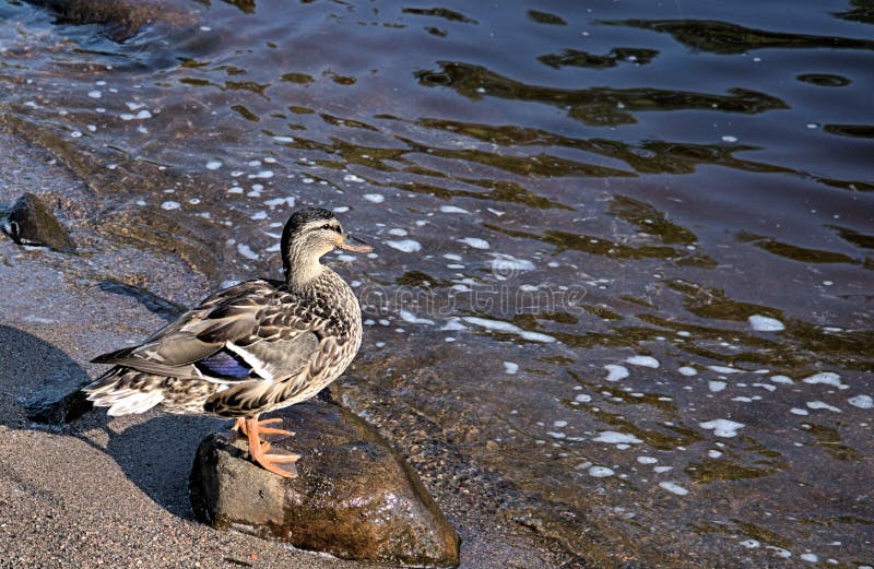 Rock Under Duck stock image. Image of wildlife, rock - 42868361