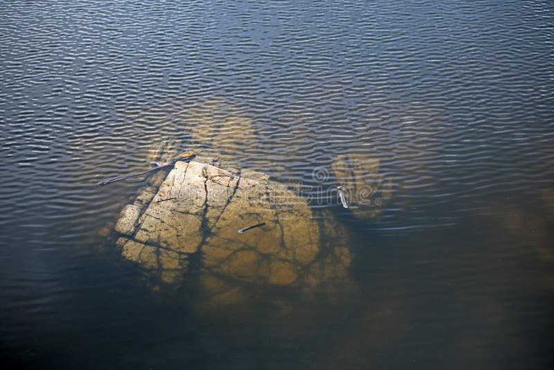 ROCK UNDER the SURFACE of WATER in LAGOON Stock Image - Image of rough ...