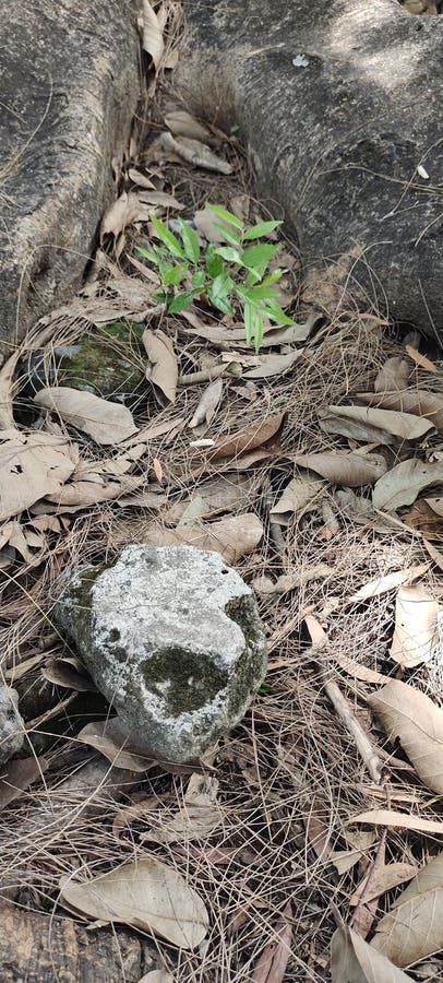Rock under the tree stock image. Image of soil, produce - 258343869
