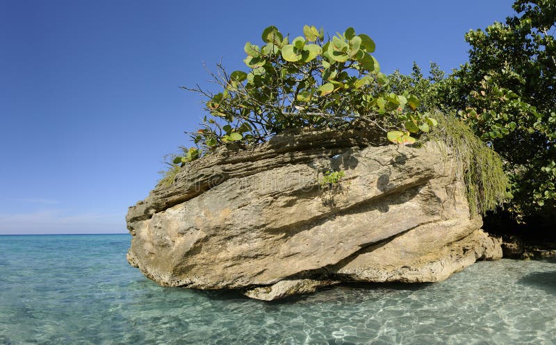 Rock With Vegetation On Cuban Shore Stock Image - Image of beautiful ...