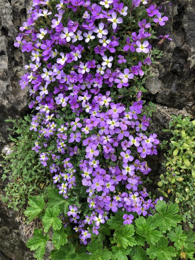 Rock Vine with Gorgeous Vivid Purple Colors Stock Photo - Image of ...