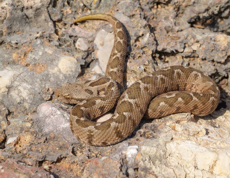 Rock Viper Montivipera Xanthina Vipera Xanthina Foto de archivo ...