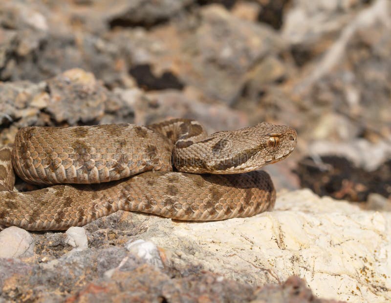Rock Viper Montivipera Xanthina Vipera Xanthina Imagen de archivo ...