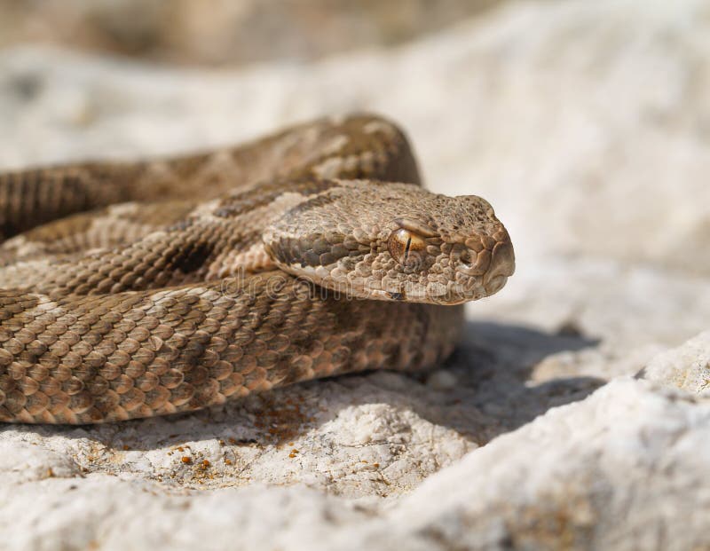 Rock Viper Montivipera Xanthina Vipera Xanthina Arkivfoto - Bild av ...