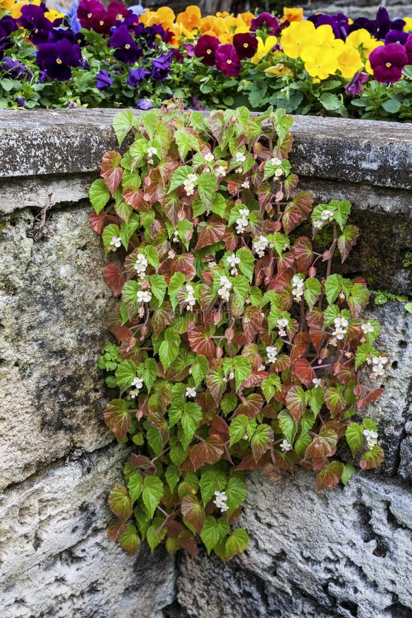 Rock Wall Begonia stock photo. Image of season, uncultivated - 35245714
