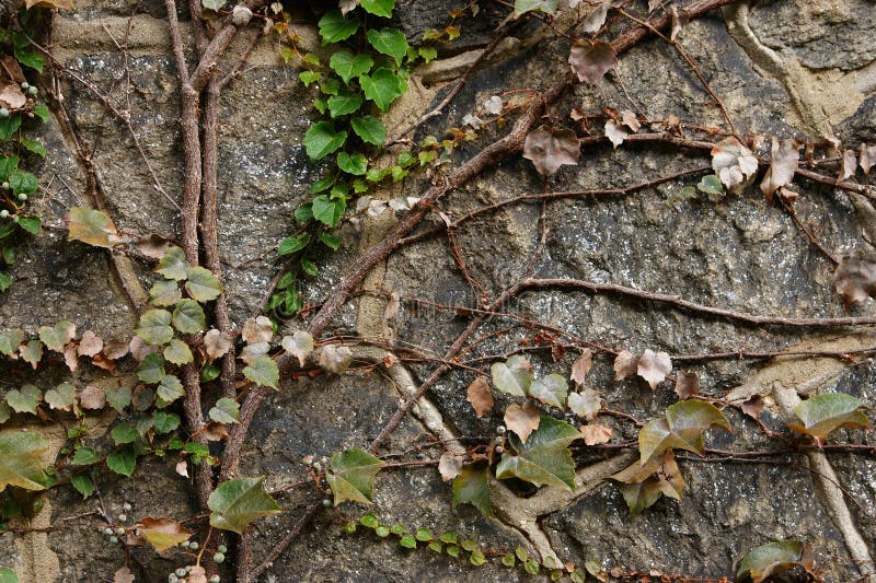 A Rock Wall is Covered in Vines. Stock Image - Image of mortar, vines: 365678061