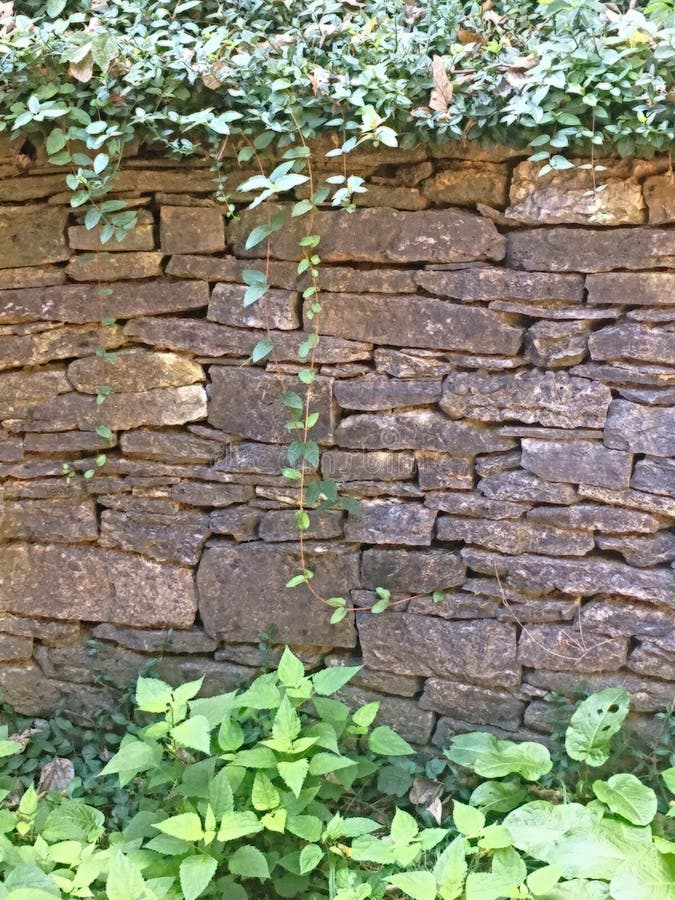 Rock Wall with Green Vines and Brown Leaves Stock Photo - Image of ...