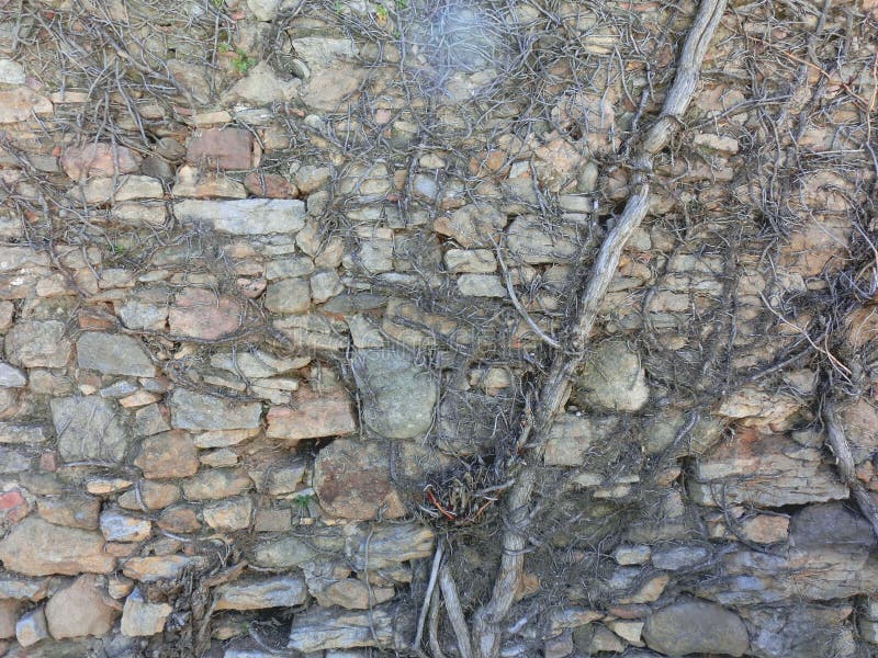 Rock and Wall Texture Nature Organic Background Texture and Powder ...