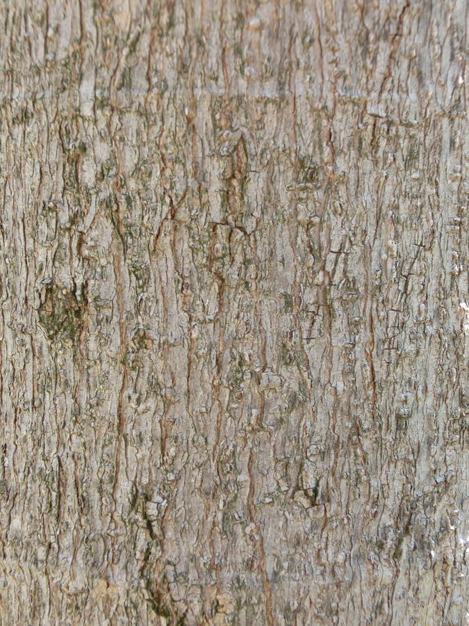 Rock and Wall Texture Nature Organic Background Texture and Powder ...