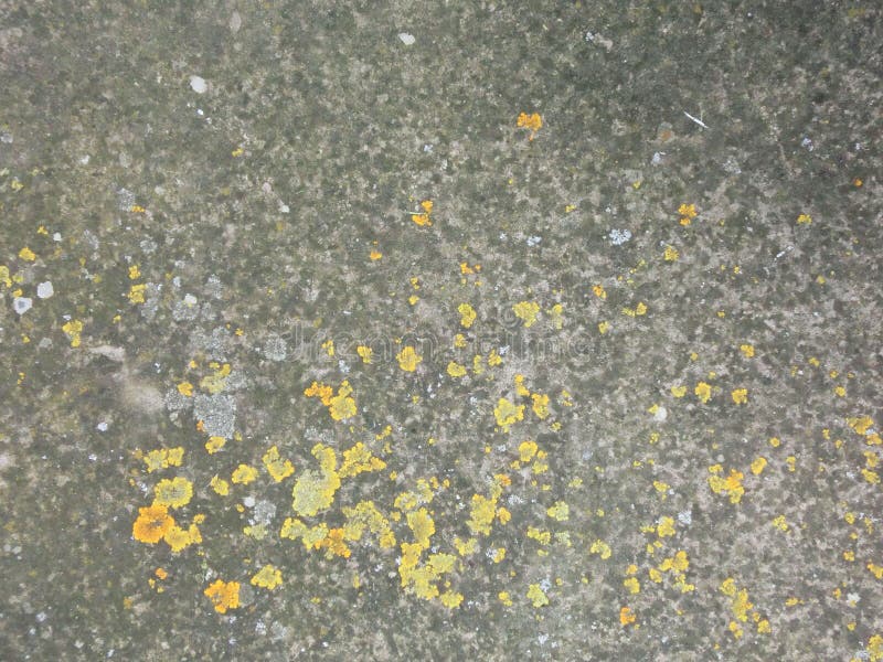 Rock and Wall Texture Nature Organic Background Texture and Powder ...