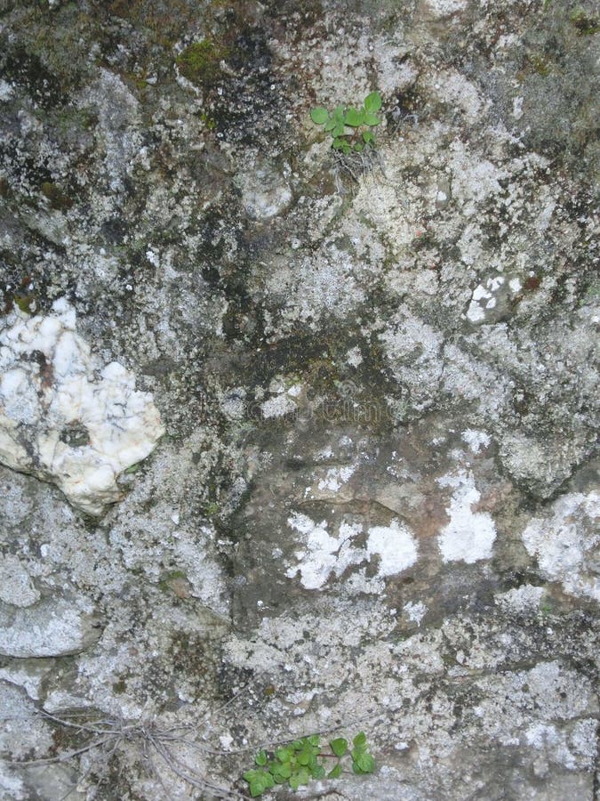 Rock and Wall Texture Nature Organic Background Texture and Powder ...