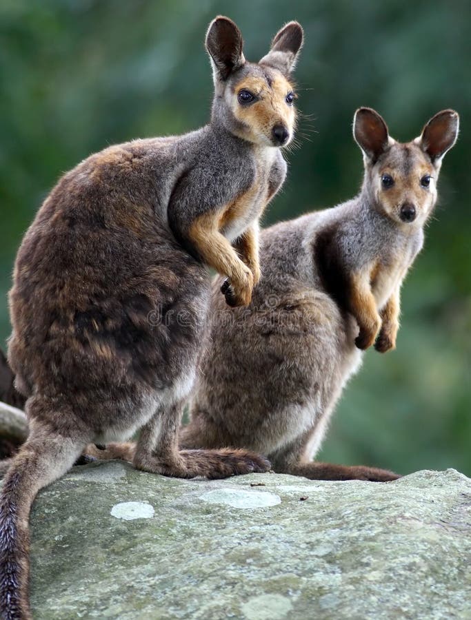 Rock-wallabies stock photo. Image of marsupial, sydney - 17856428