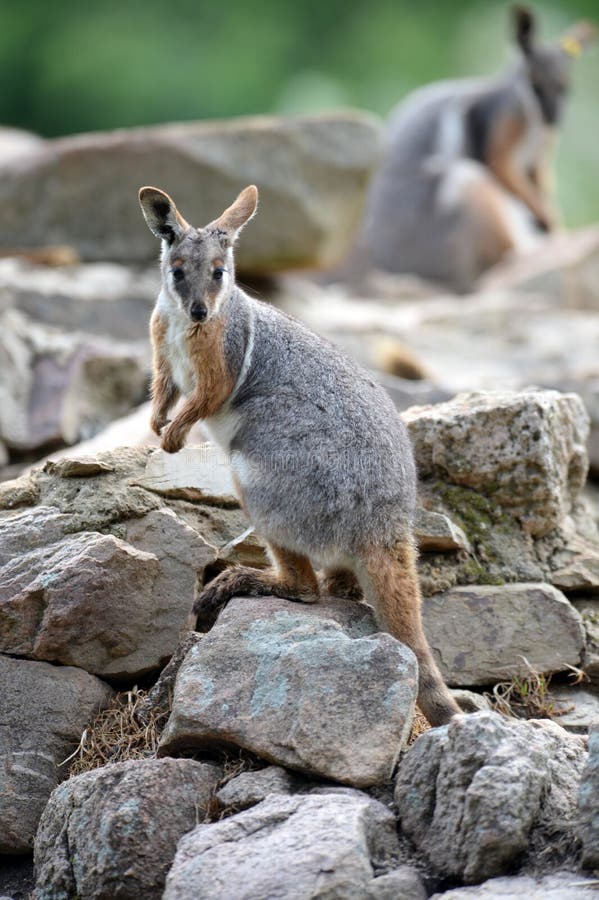 Rock Wallaby stock photo. Image of cute, furry, rock - 40258098