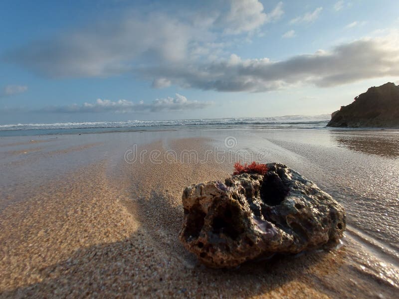 Rock Washed Up on the Beach Stock Photo - Image of ocean, washed: 270499430