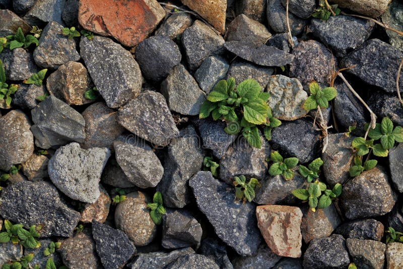 Rock and weed in garden stock photo. Image of rock, plant - 293479390