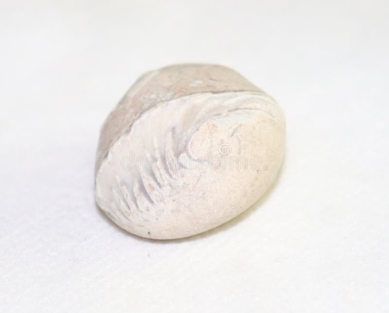 Rock, White, Sea Shell Shape, White Background Stock Photo - Image of ...