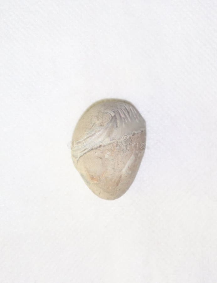 Rock, White, Sea Shell Shape, White Background Stock Image - Image of ...