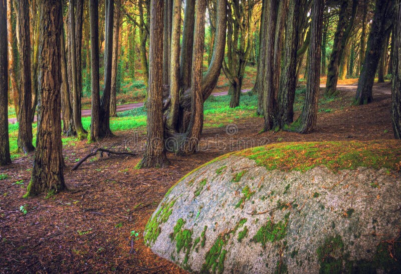 Rock on Woods stock photo. Image of scenery, moss, light - 63614764