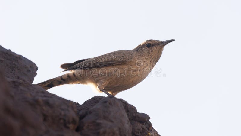 Rock Wren Perched on Boulder with Back Lighting Stock Photo - Image of ...
