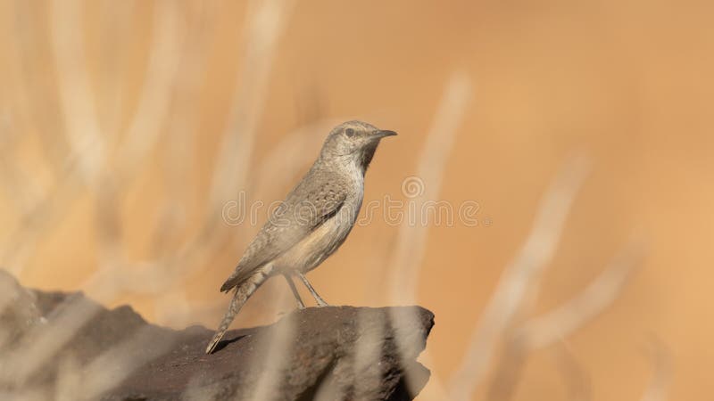 Rock Wren Perched on a Sandstone Boulder in the Desert Stock Photo ...