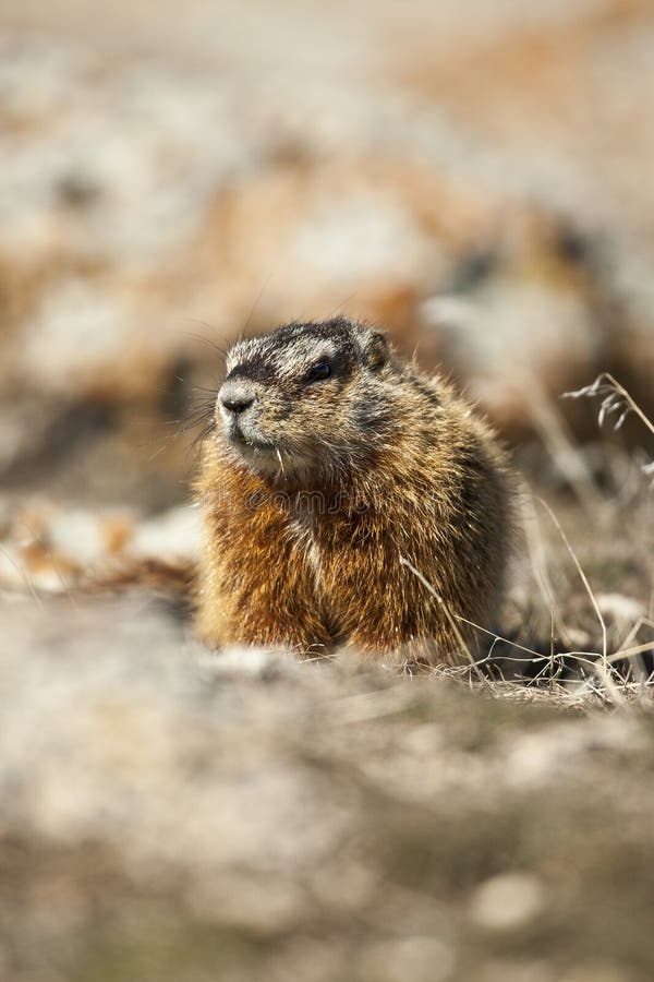 Rockchuck (Marmota Caligata) Stock Photo - Image of winter, fauna: 29566426