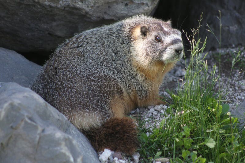 Rockchuck (Marmota Flaviventris) Stock Photo - Image of vermin, yellow ...