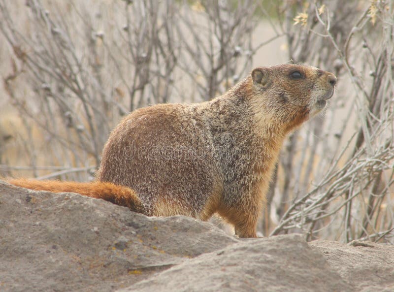 Rockchuck (Marmota Flaviventris) Stock Photo - Image of oregon, rodent ...