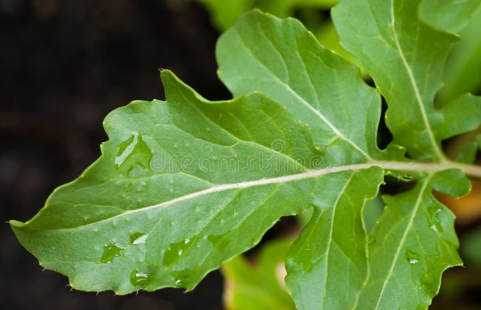 Rocket or Arugula Leaf in the Garden Stock Image - Image of kitchen ...