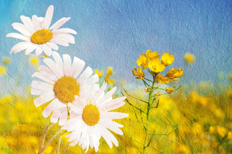 Rocket Cress Field. Yellow Field Stock Illustration - Illustration of ...