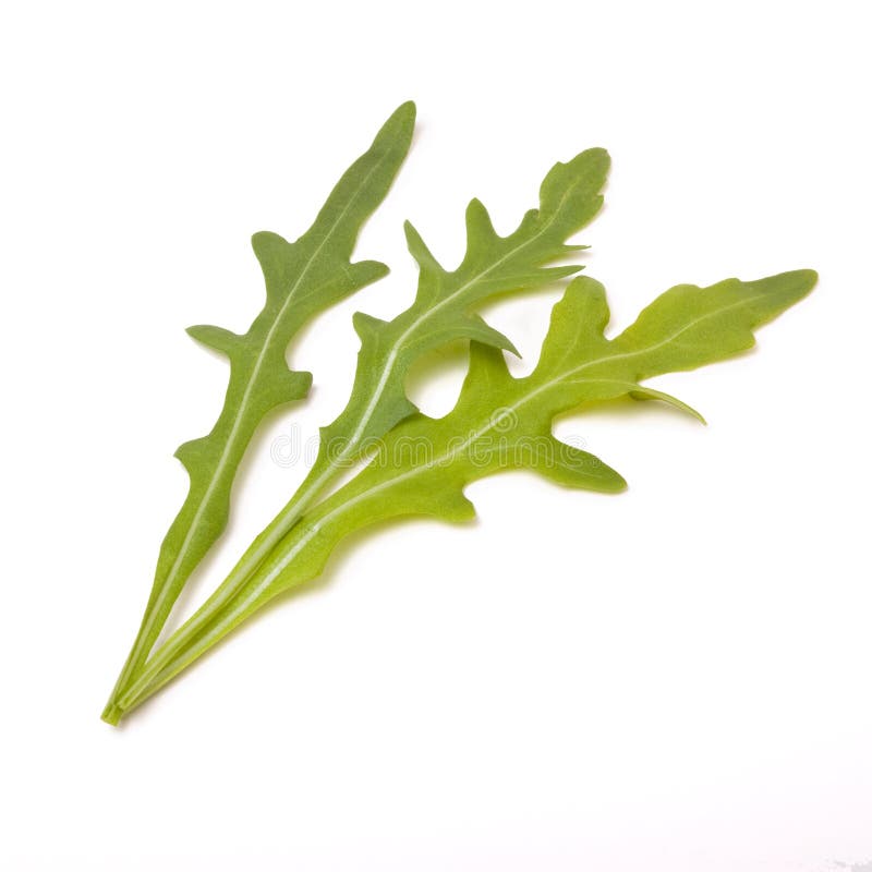 Rocket Leaf stock image. Image of vegetable, appetizer - 13622949