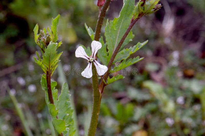Arugula Rocket Flower Blossom Bud 05 Stock Photo - Image of garden ...