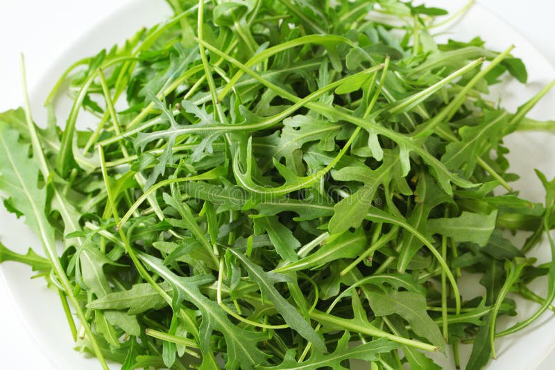Rocket leaves stock photo. Image of rocket, fresh, nutrition - 33715596
