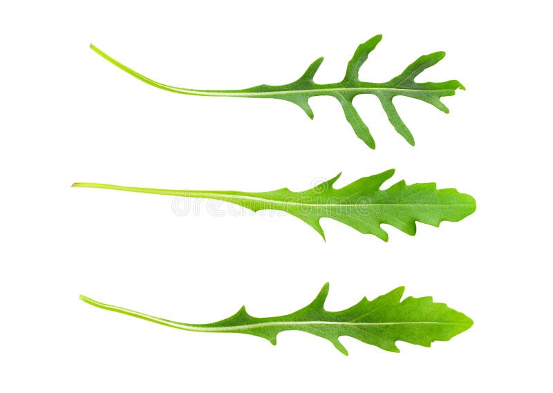 Rocket leaves stock photo. Image of rocket, fresh, nutrition - 33715596